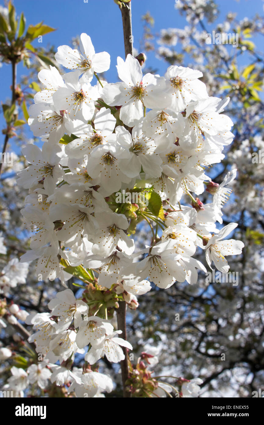 Apple blossom in spring Stock Photo - Alamy