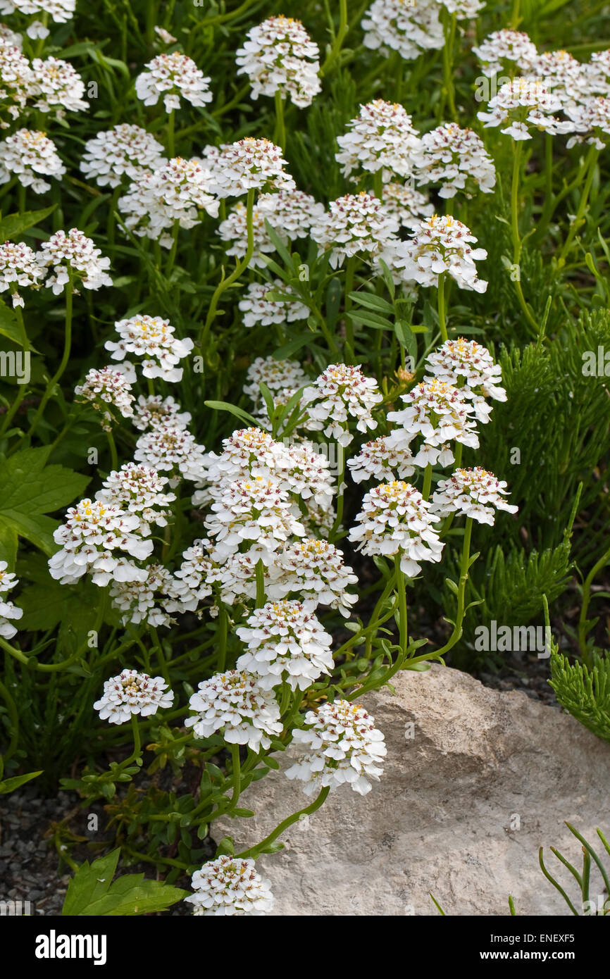 Pruit's Candytuft, Felsenschleifenblume, Schleifenblume, Pruit's ...