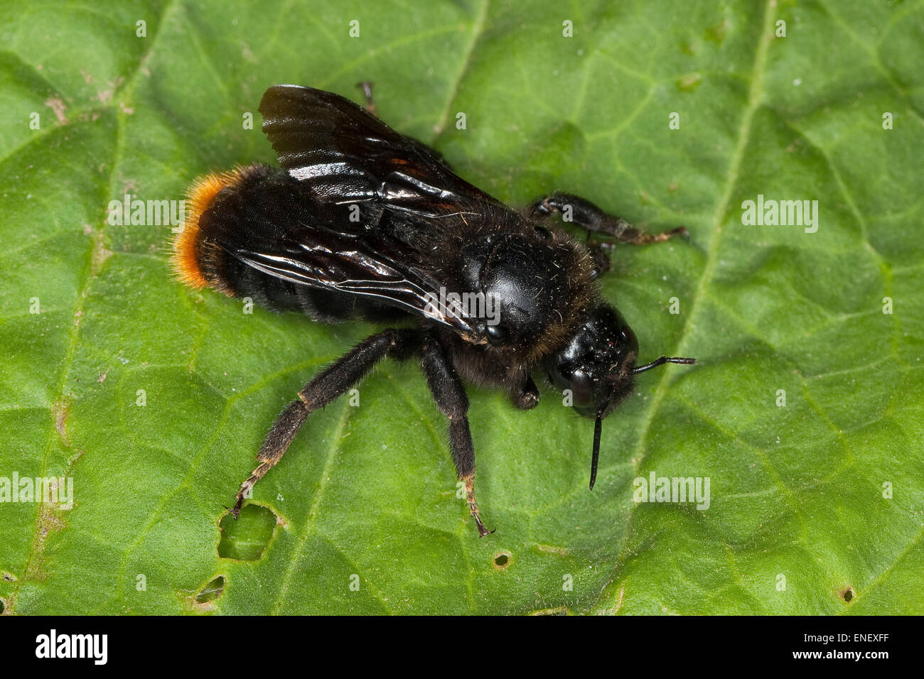 Cuckoo bumblebee, Cuckoo Bee, Felsenkuckuckshummel, Kuckuckshummel ...