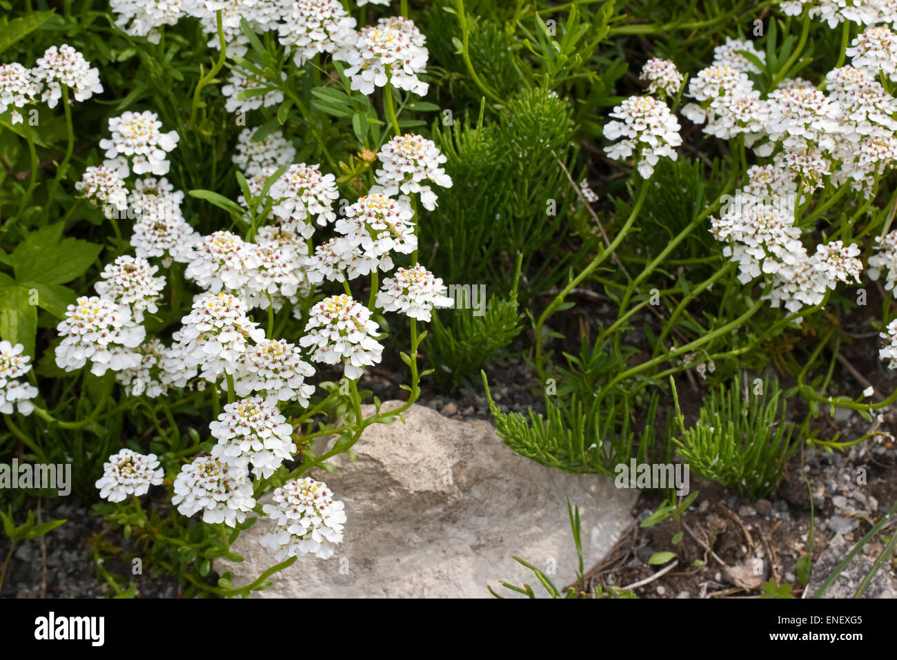 Pruit's Candytuft, Felsenschleifenblume, Schleifenblume, Pruit's ...