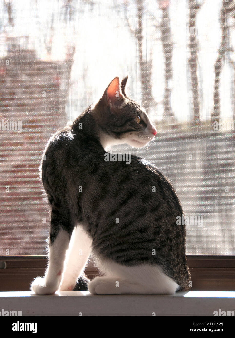 Kitten sitting in window Stock Photo - Alamy