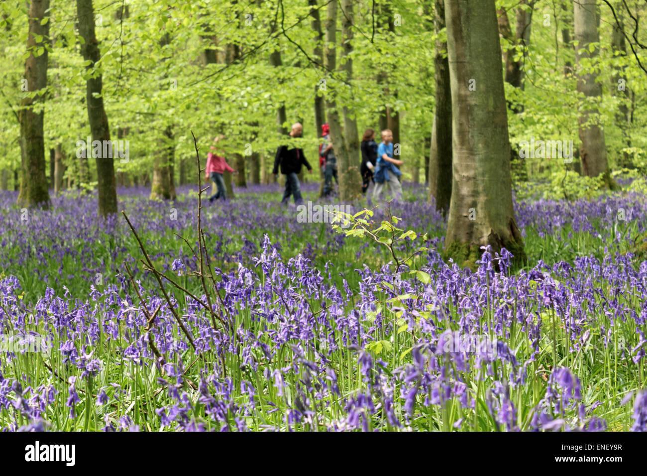 National trust ashridge estate hi-res stock photography and images - Alamy