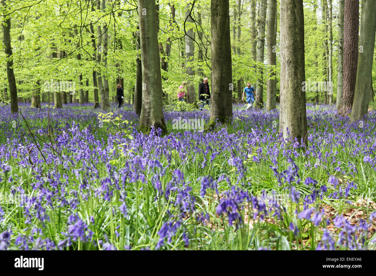 Ashridge Estate, Hertfordshire, England, UK. 4th May 2015. A family ...
