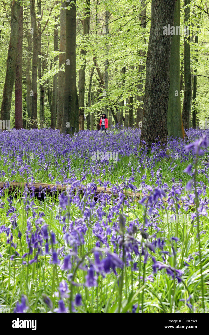 National trust ashridge estate hi-res stock photography and images - Alamy