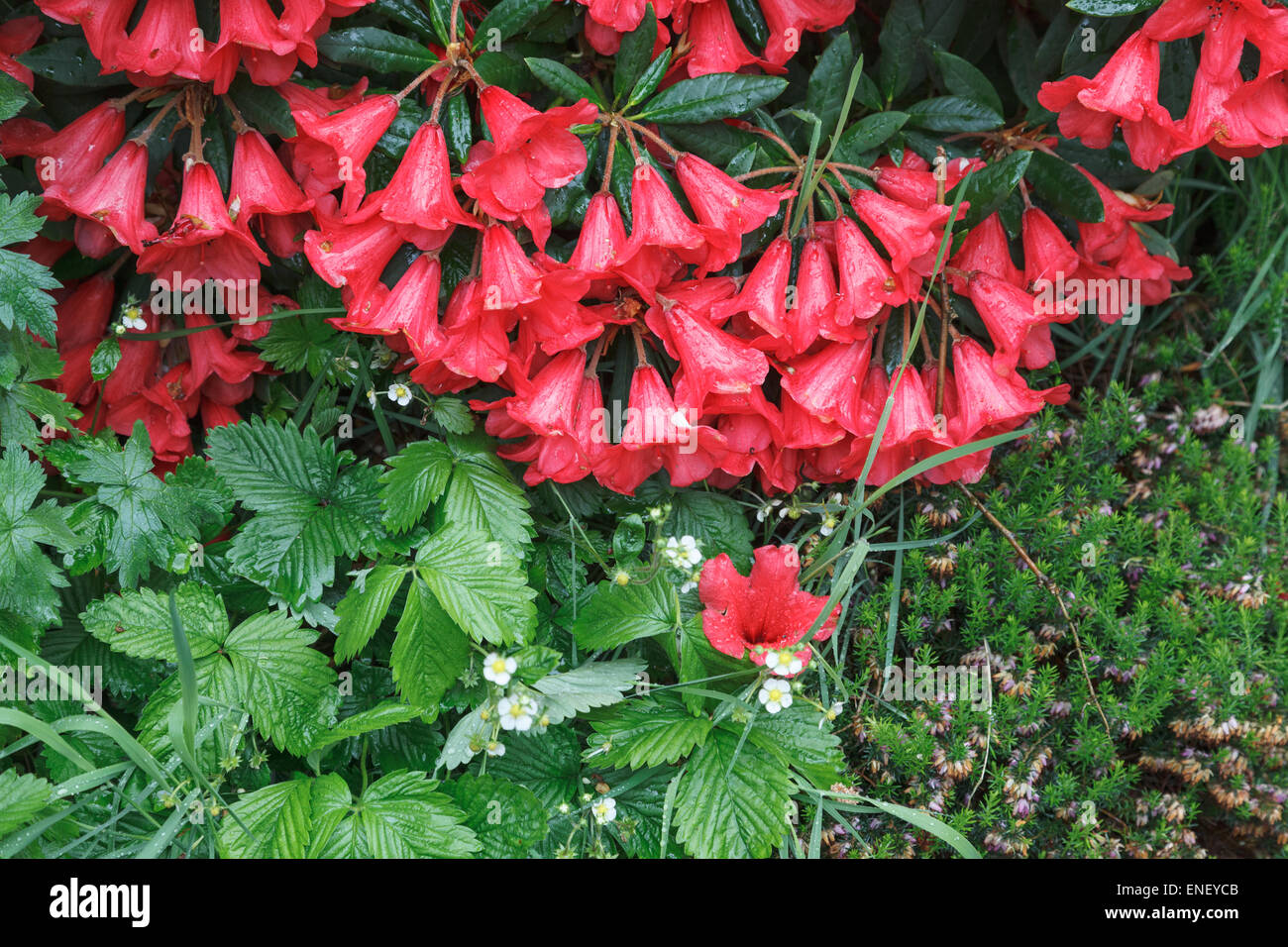 Red azalea flowers covered in raindrop Stock Photo - Alamy
