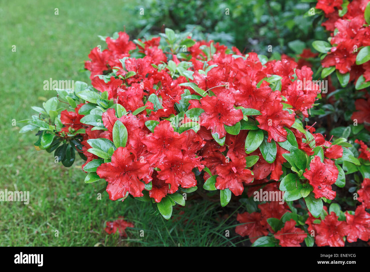 Azalea rhododendron red hi-res stock photography and images - Alamy