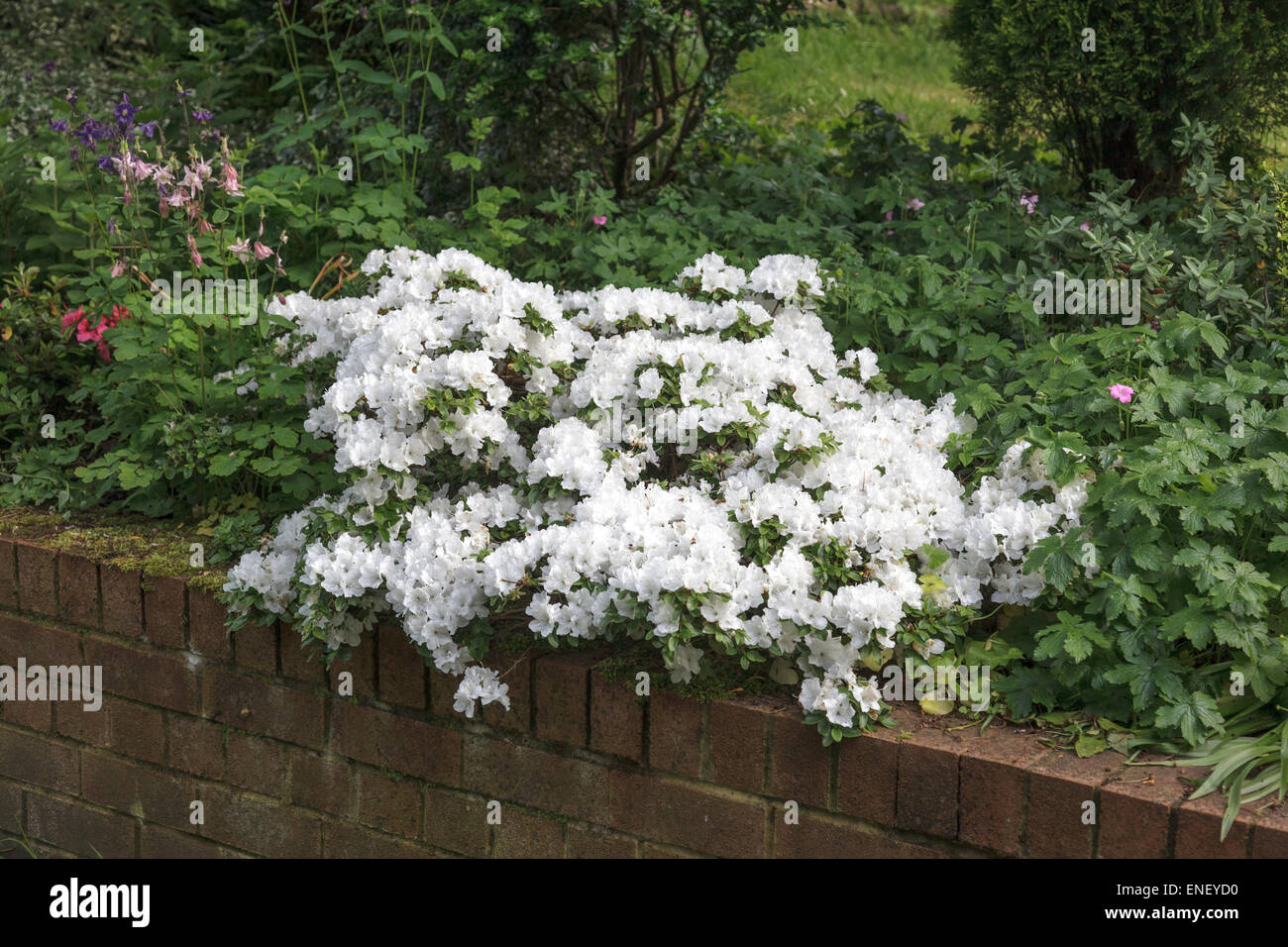 White azalea flowers in garden Stock Photo - Alamy