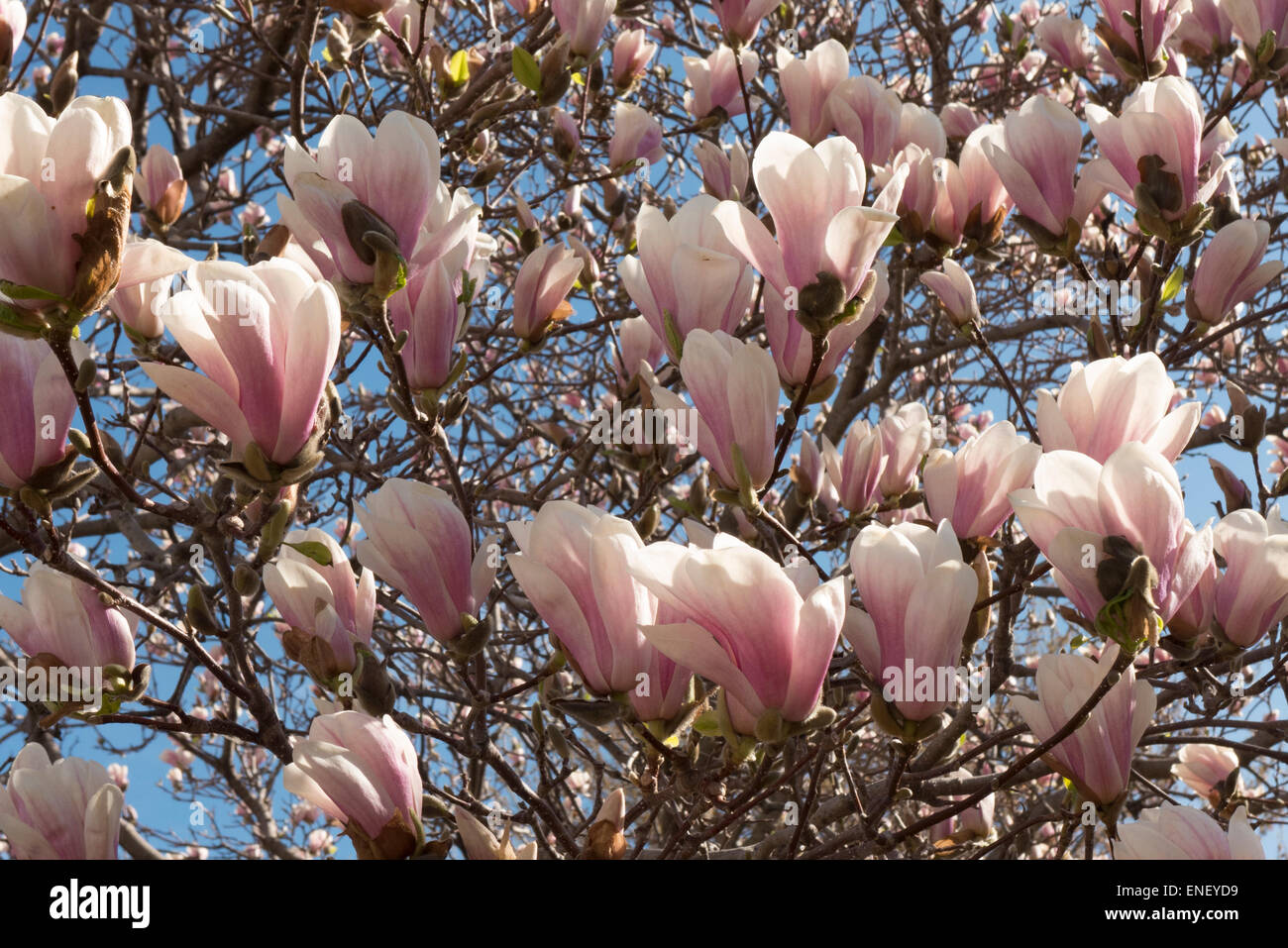 Magnolia tree in bloom Stock Photo - Alamy