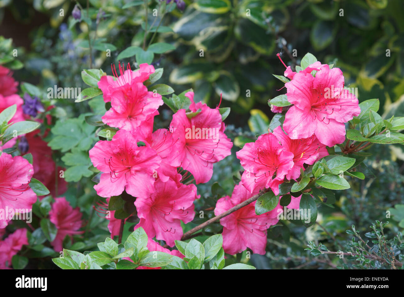 , rain, raindrop, azaleas, scarlet, pink, shrub, bush, deciduous ...