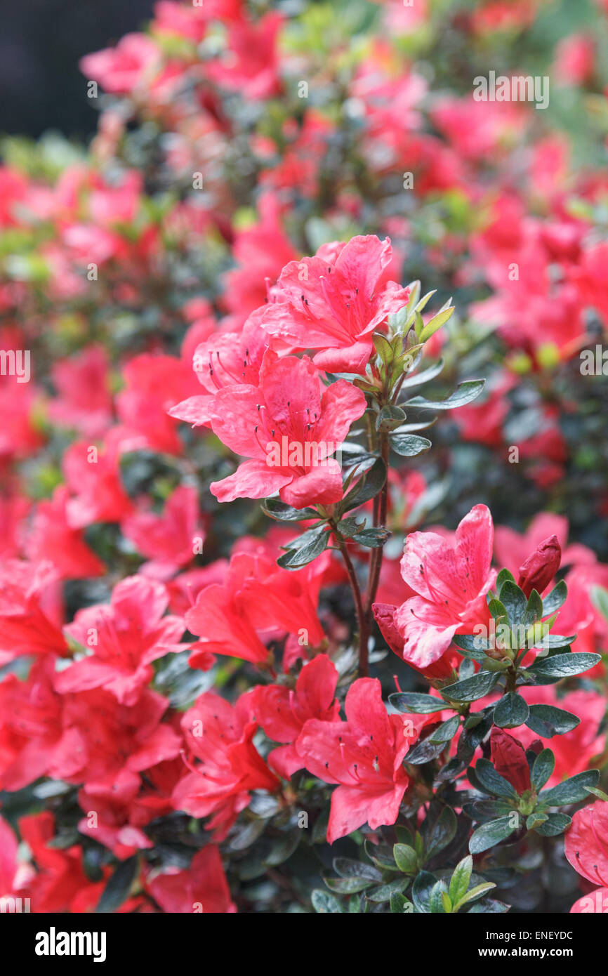 , rain, raindrop, azaleas, scarlet, pink, shrub, bush, deciduous ...