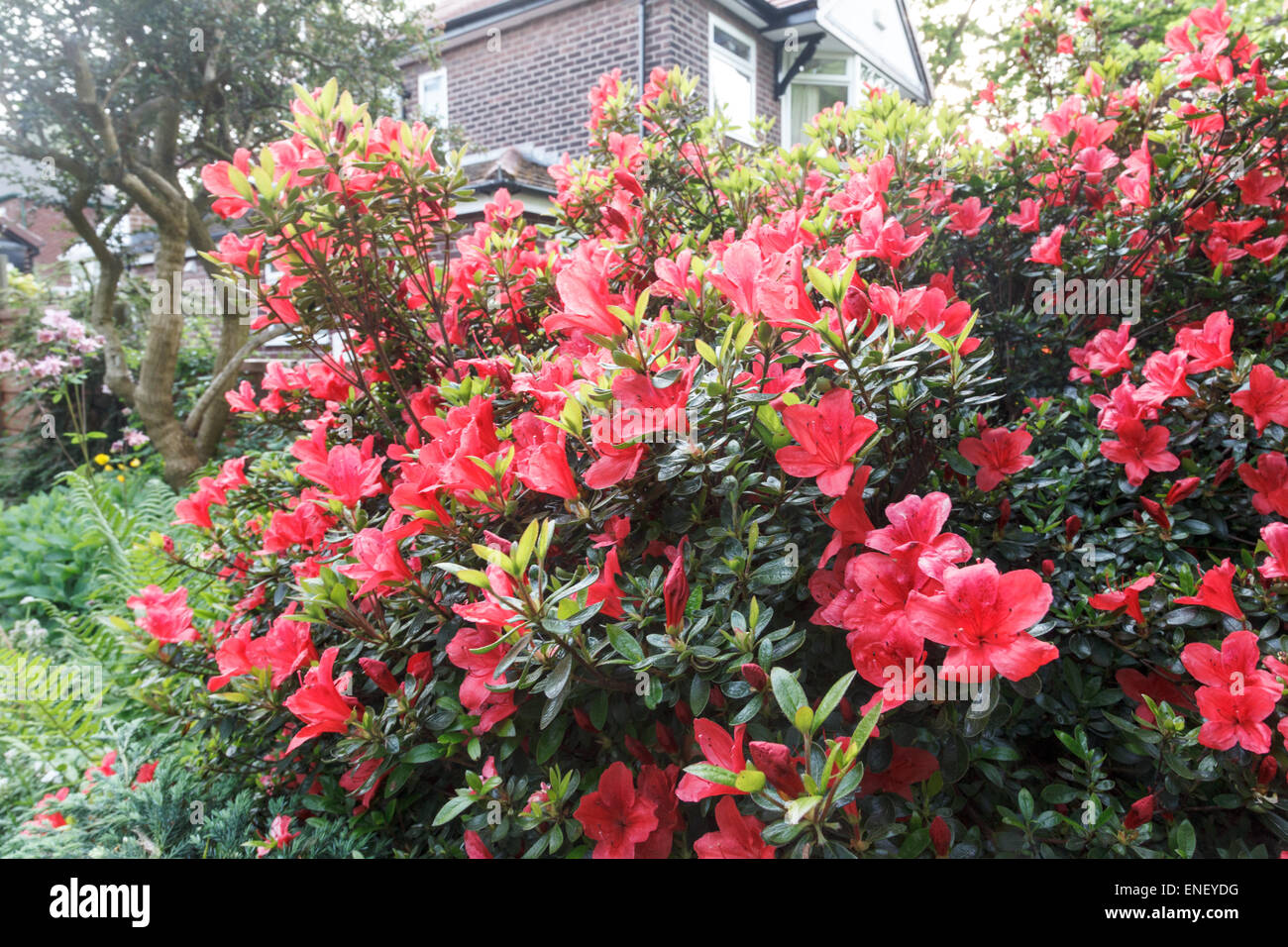 , rain, raindrop, azaleas, scarlet, pink, shrub, bush, deciduous ...