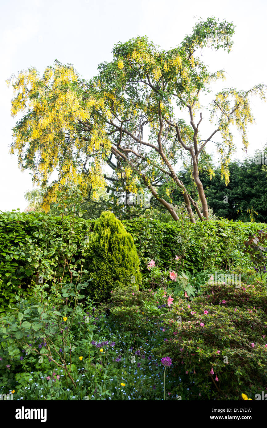 Laburnum tree in flower in garden Stock Photo - Alamy