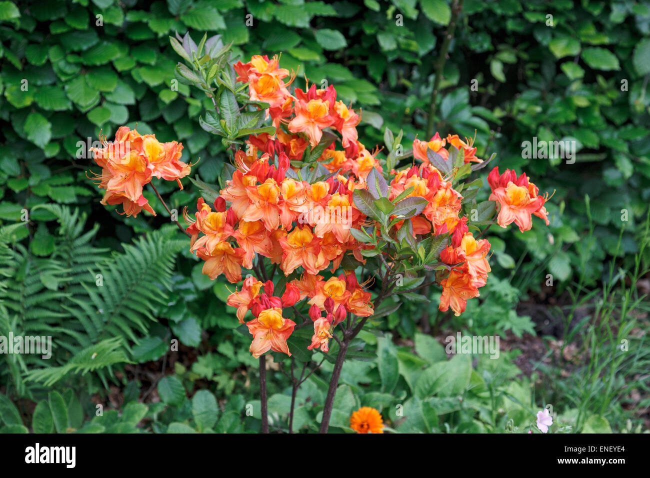 Orange azalea flowers in garden Stock Photo - Alamy