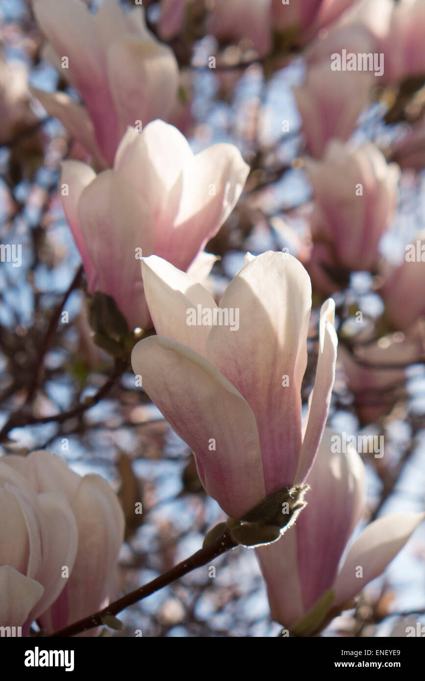 Magnolia tree in bloom Stock Photo - Alamy