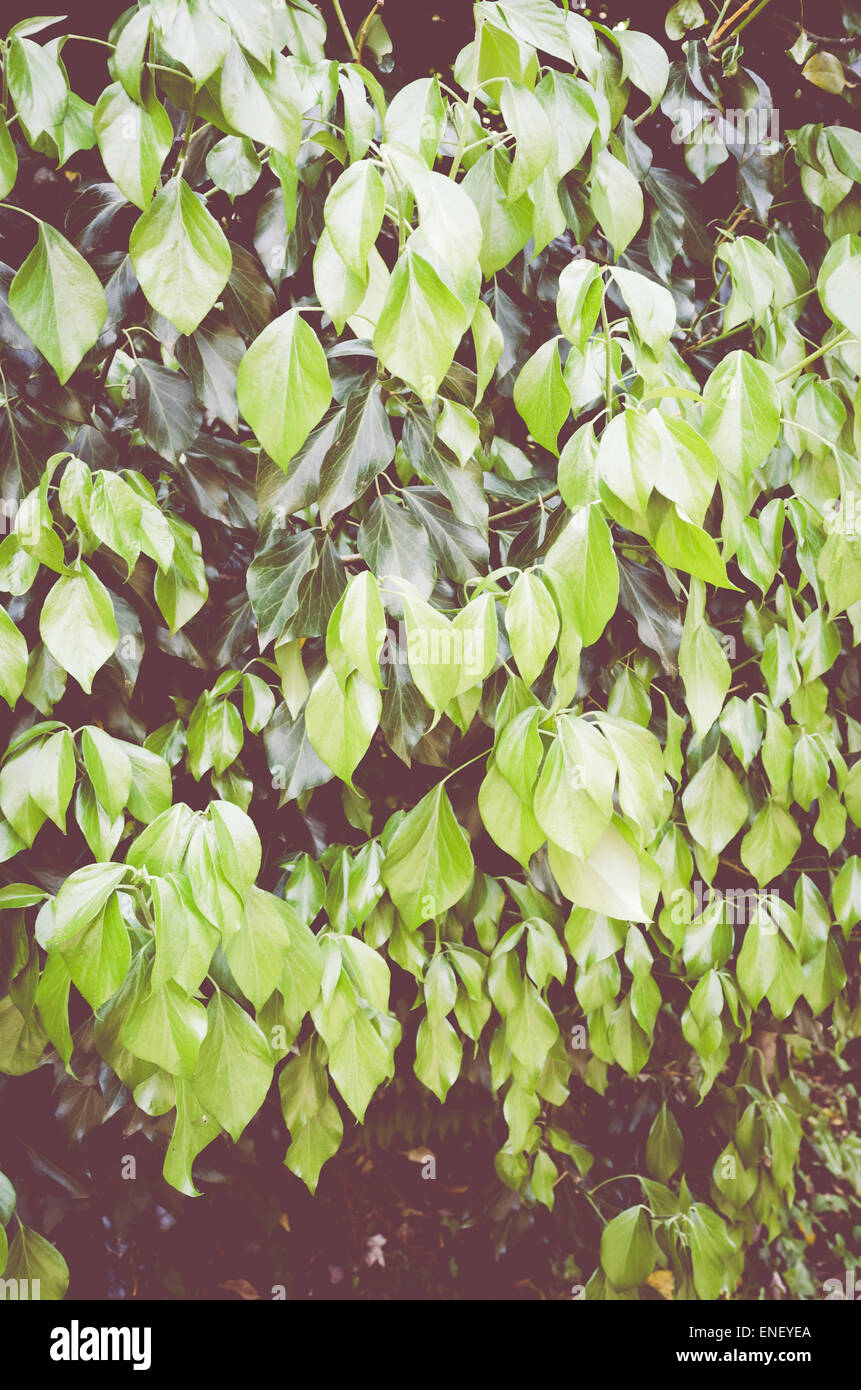 evergreen plants bright green springtime leaves natural background ...