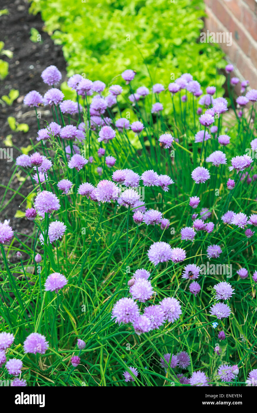 Allium (onion) aflatunense Stock Photo - Alamy