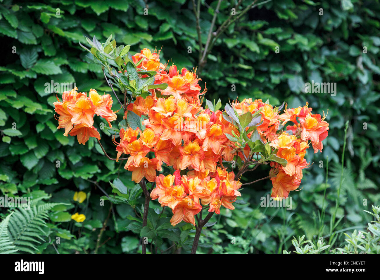Orange azalea flowers in garden Stock Photo - Alamy