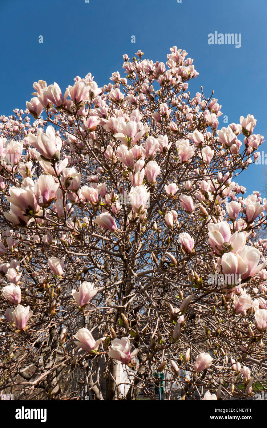 Magnolia tree in bloom Stock Photo - Alamy