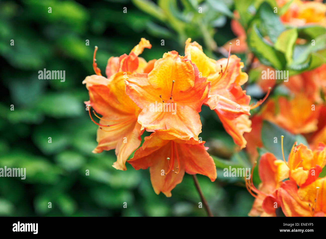 Orange azaleas hi-res stock photography and images - Alamy