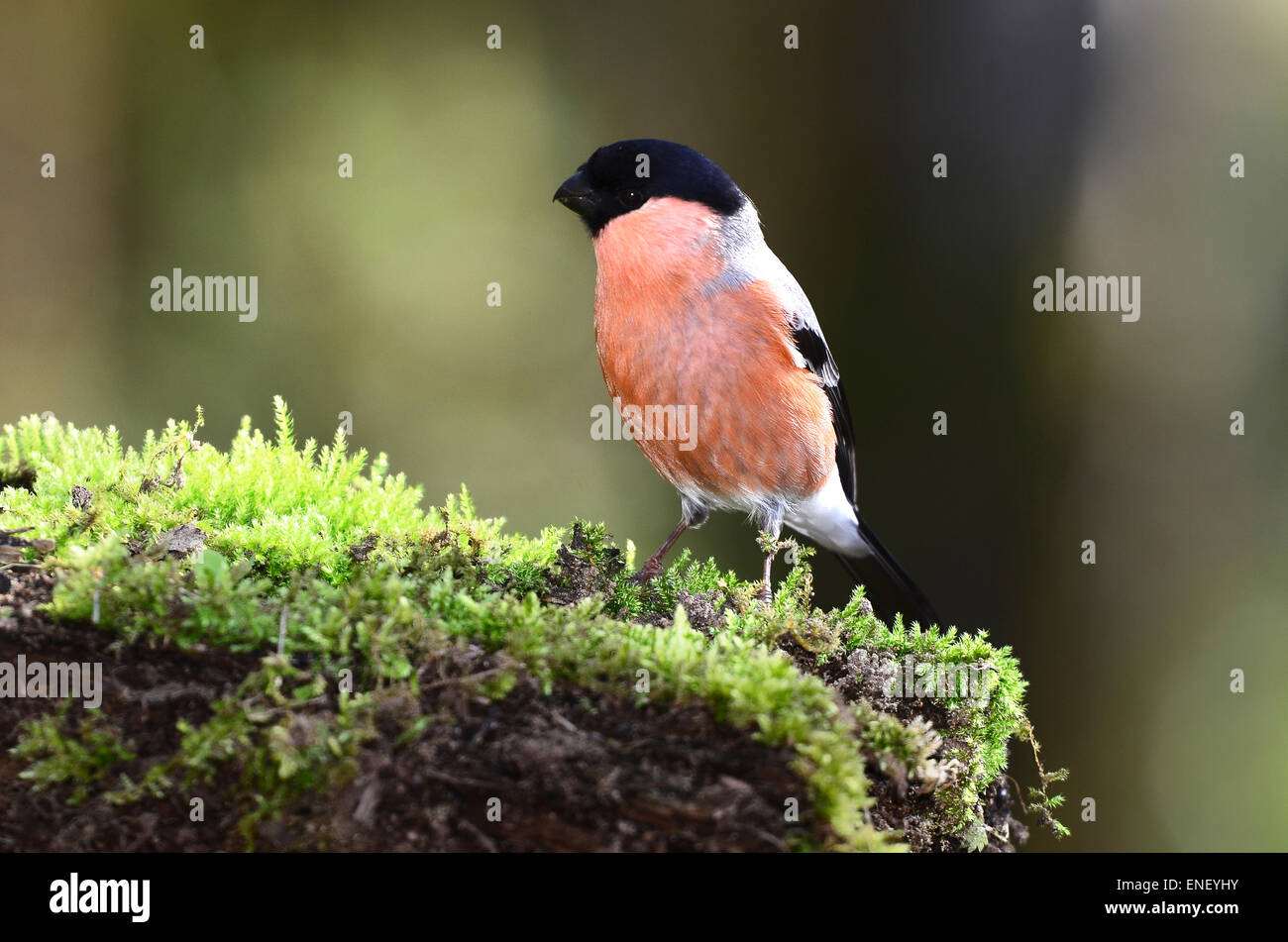 Eurasian bull finch hi-res stock photography and images - Alamy