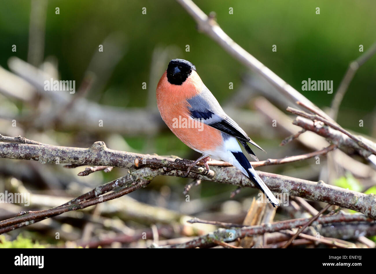 Eurasian bull finch hi-res stock photography and images - Alamy