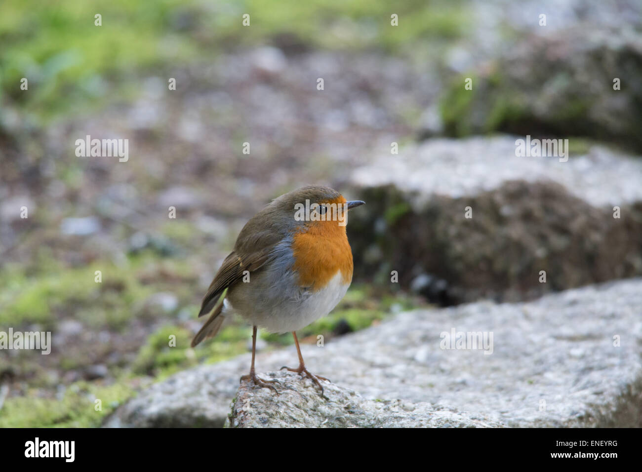 Robin redbreast on rock hi-res stock photography and images - Alamy