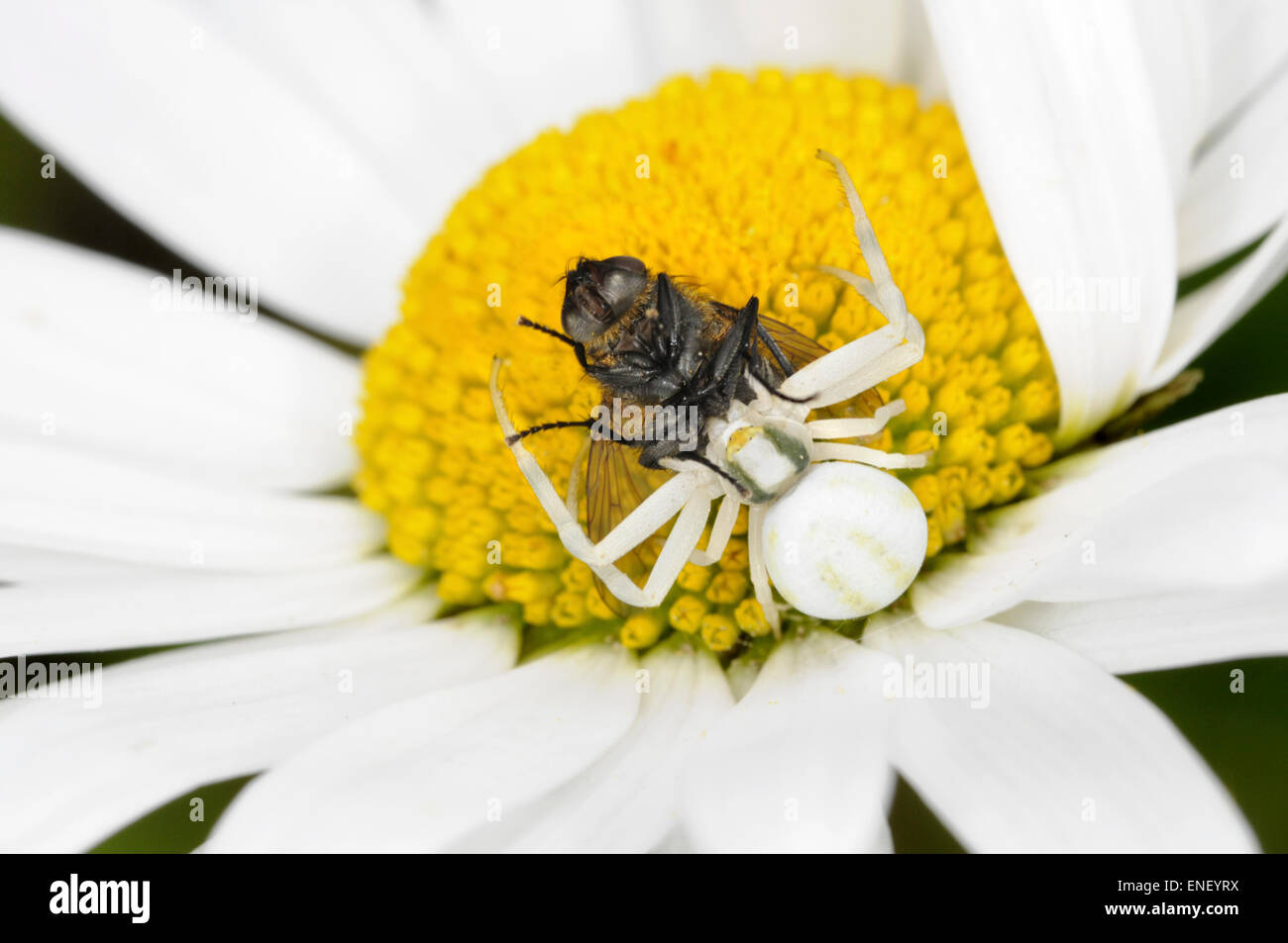 Crab spiders hi-res stock photography and images - Alamy