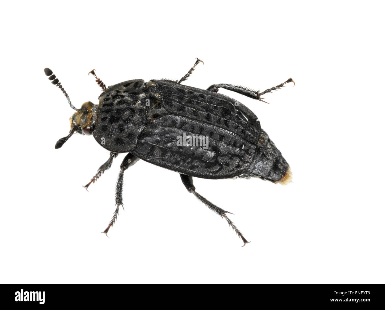 Thanatophilus rugosus hi-res stock photography and images - Alamy