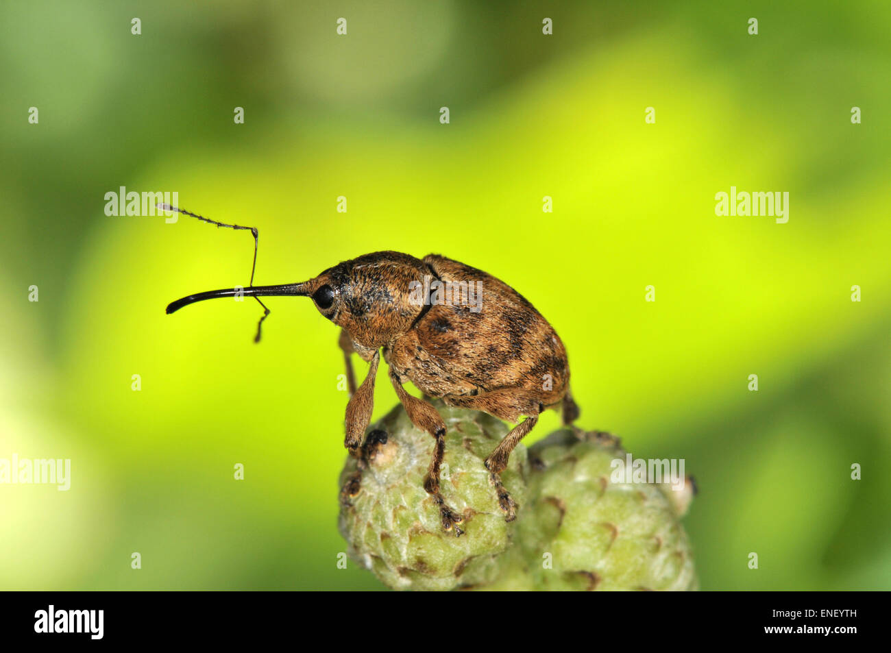 Acorn Weevil - Curculio glandium Stock Photo - Alamy