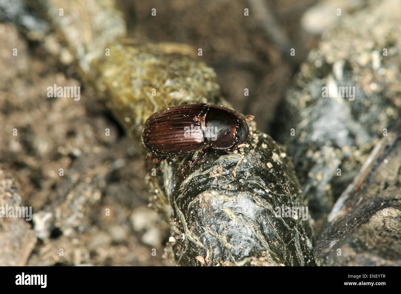 Rufipes hi-res stock photography and images - Alamy