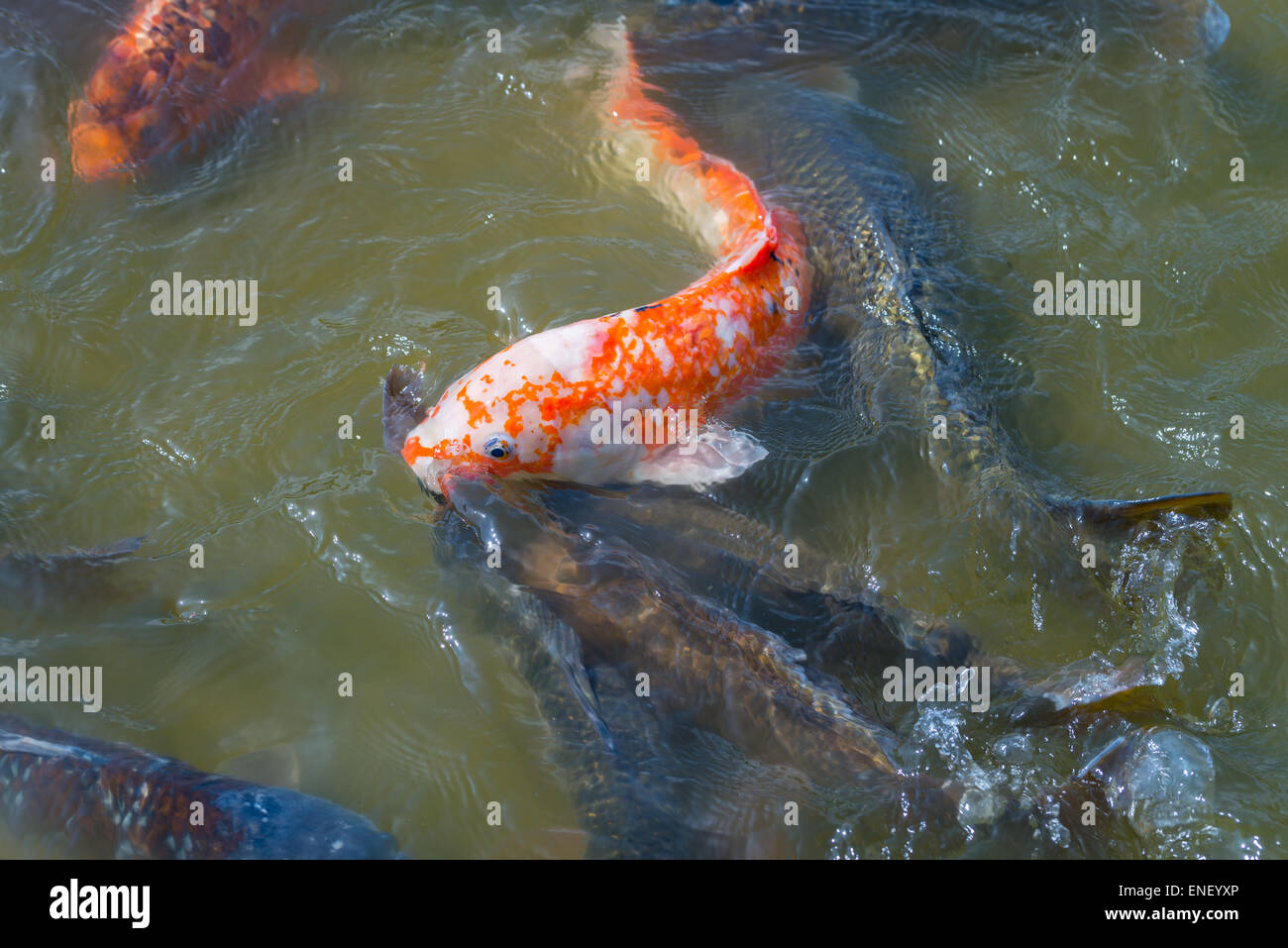Many Japanese Koi fish gathering to eat Stock Photo - Alamy