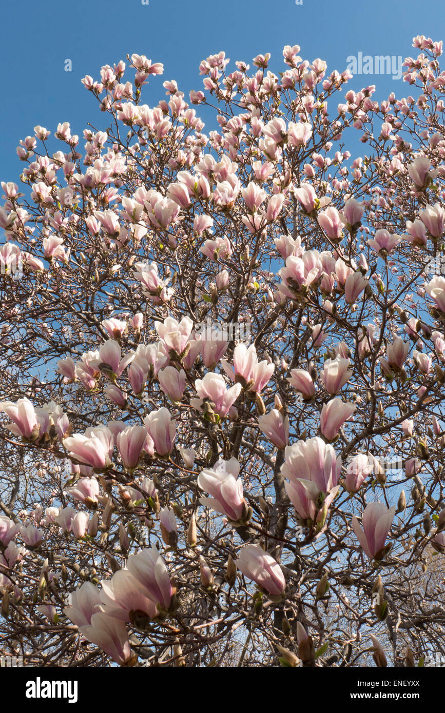 Magnolia tree in bloom Stock Photo - Alamy