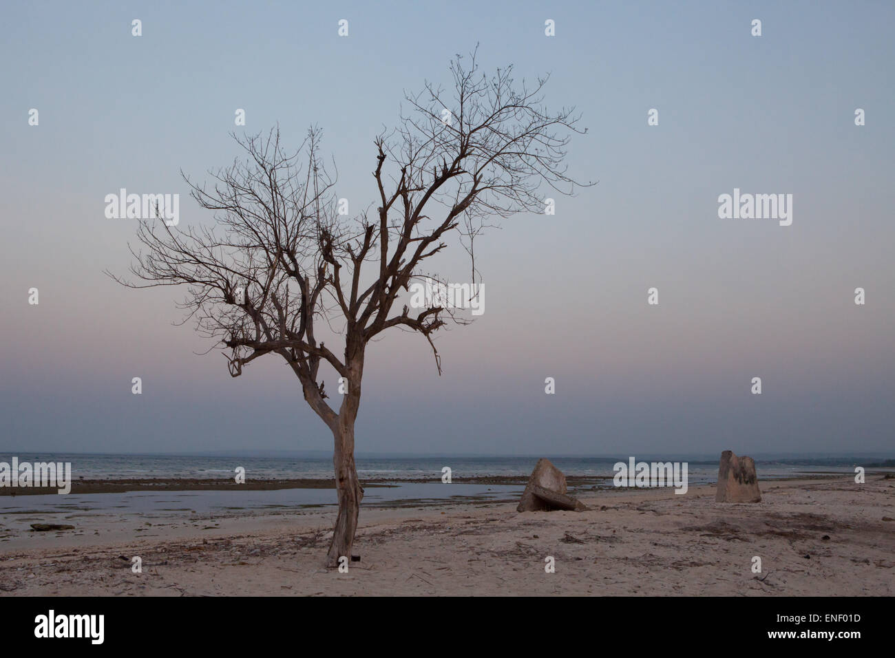 A bare tree on a sandy beach in Mondu, Kanatang, East Sumba, East Nusa ...