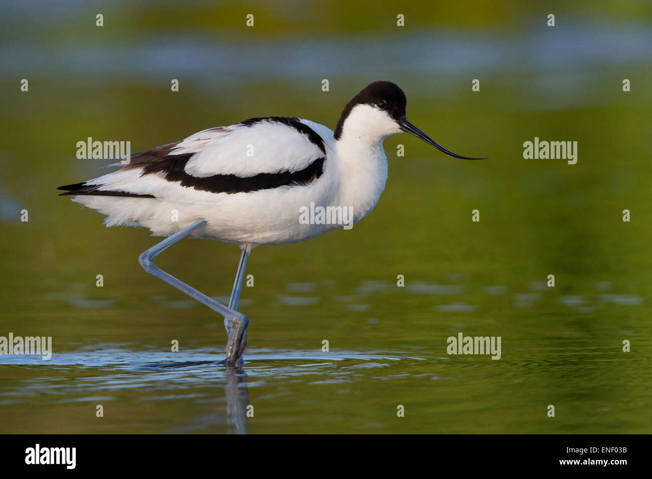 Pied avocet hi-res stock photography and images - Alamy