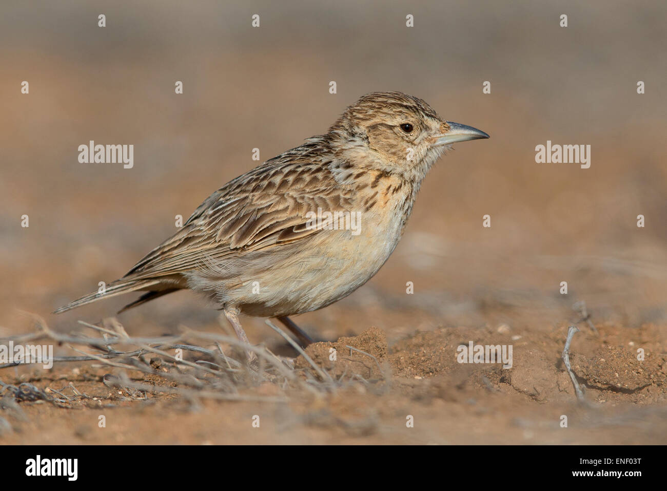 Raso lark hi-res stock photography and images - Alamy