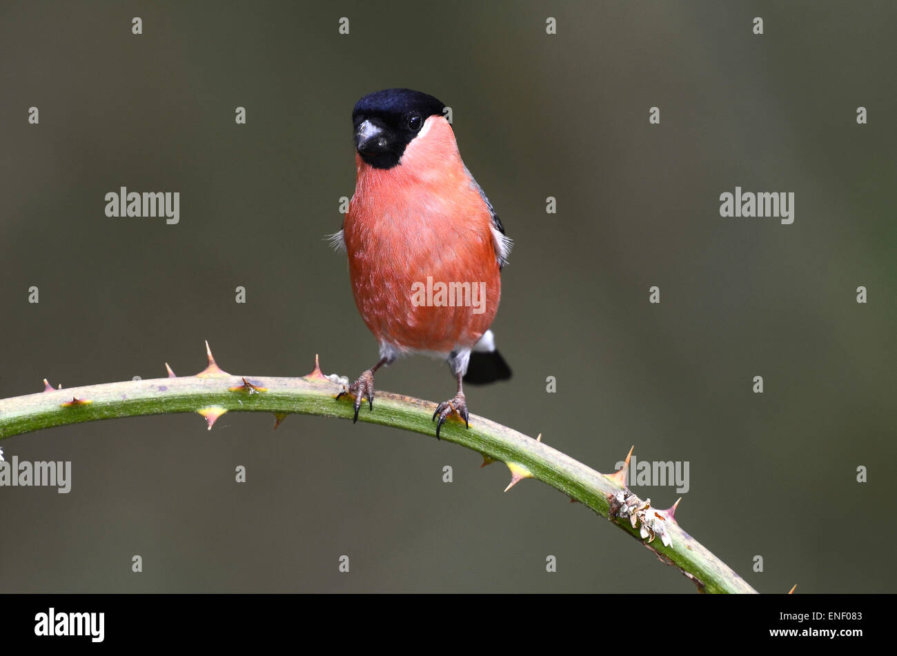 Eurasian bull finch hi-res stock photography and images - Alamy