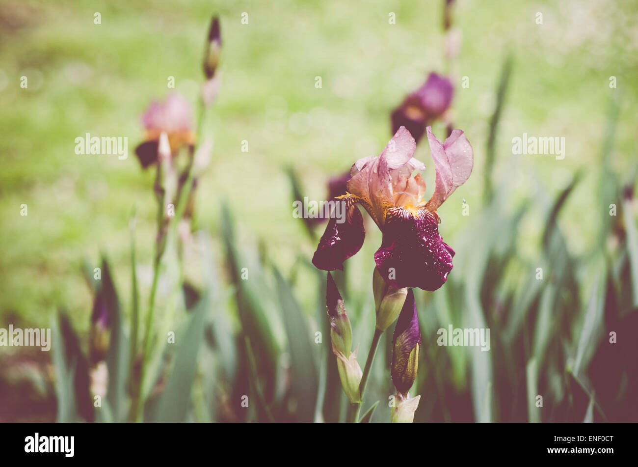 violet bearded iris inflorescence close up on a blurry flowerbed ...