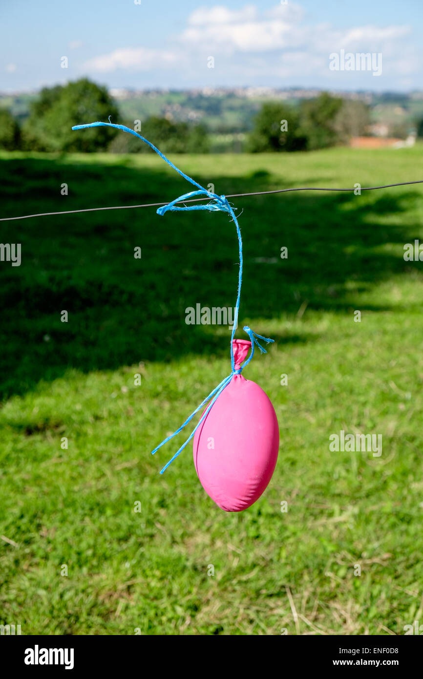 Partly inflated pink balloon in field attached to wire by piece of blue ...