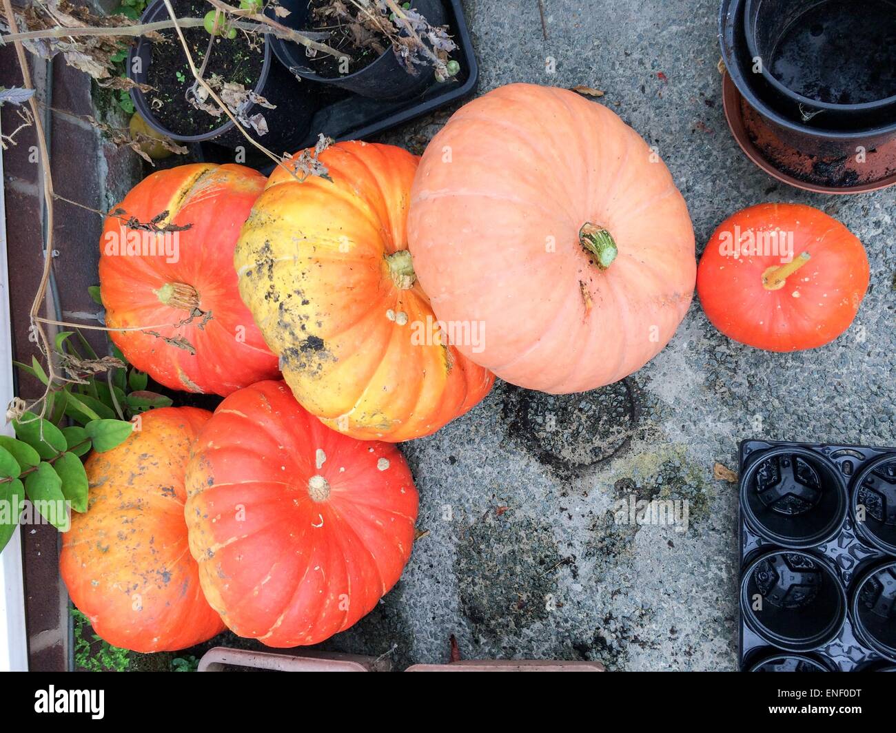 Allotment plot autumn hi-res stock photography and images - Alamy