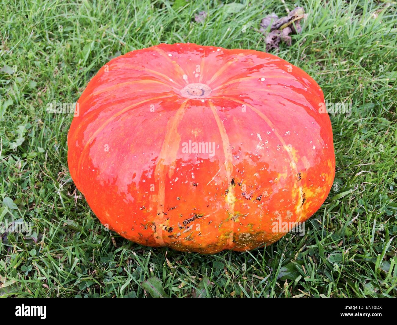 Produce from allotment hi-res stock photography and images - Alamy