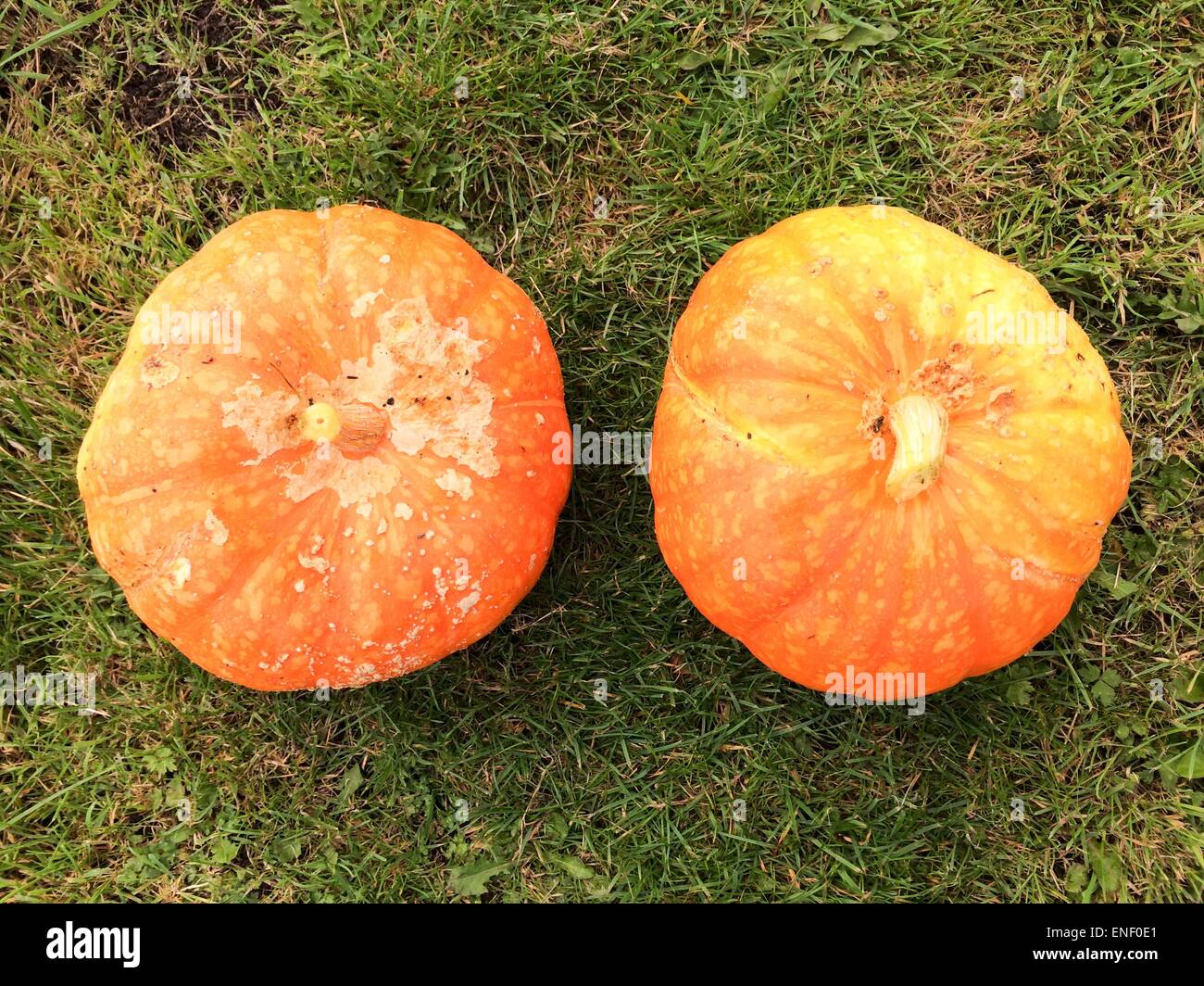 Allotment plot hi-res stock photography and images - Alamy