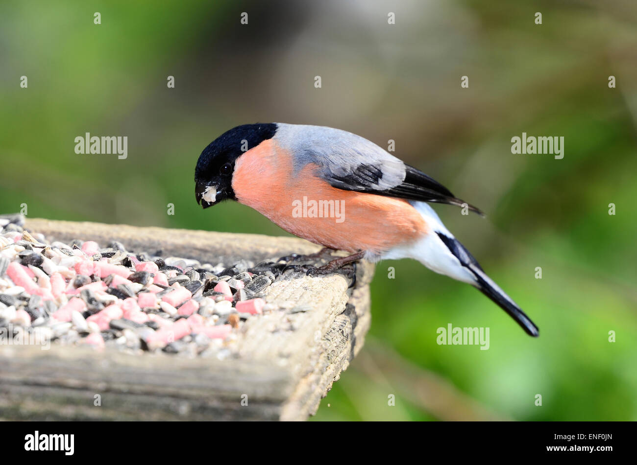 Bull finches hi-res stock photography and images - Alamy