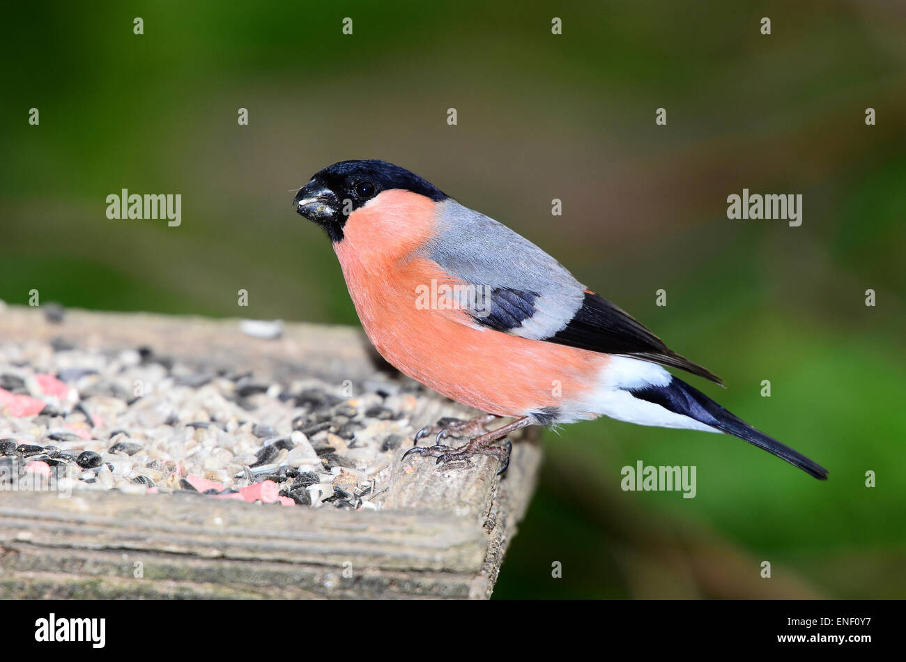 Eurasian bull finch hi-res stock photography and images - Alamy