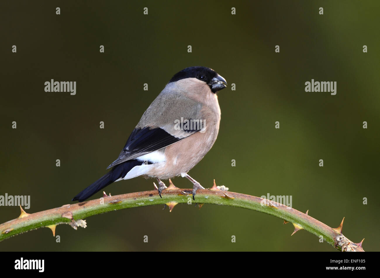 Eurasian bull finch hi-res stock photography and images - Alamy