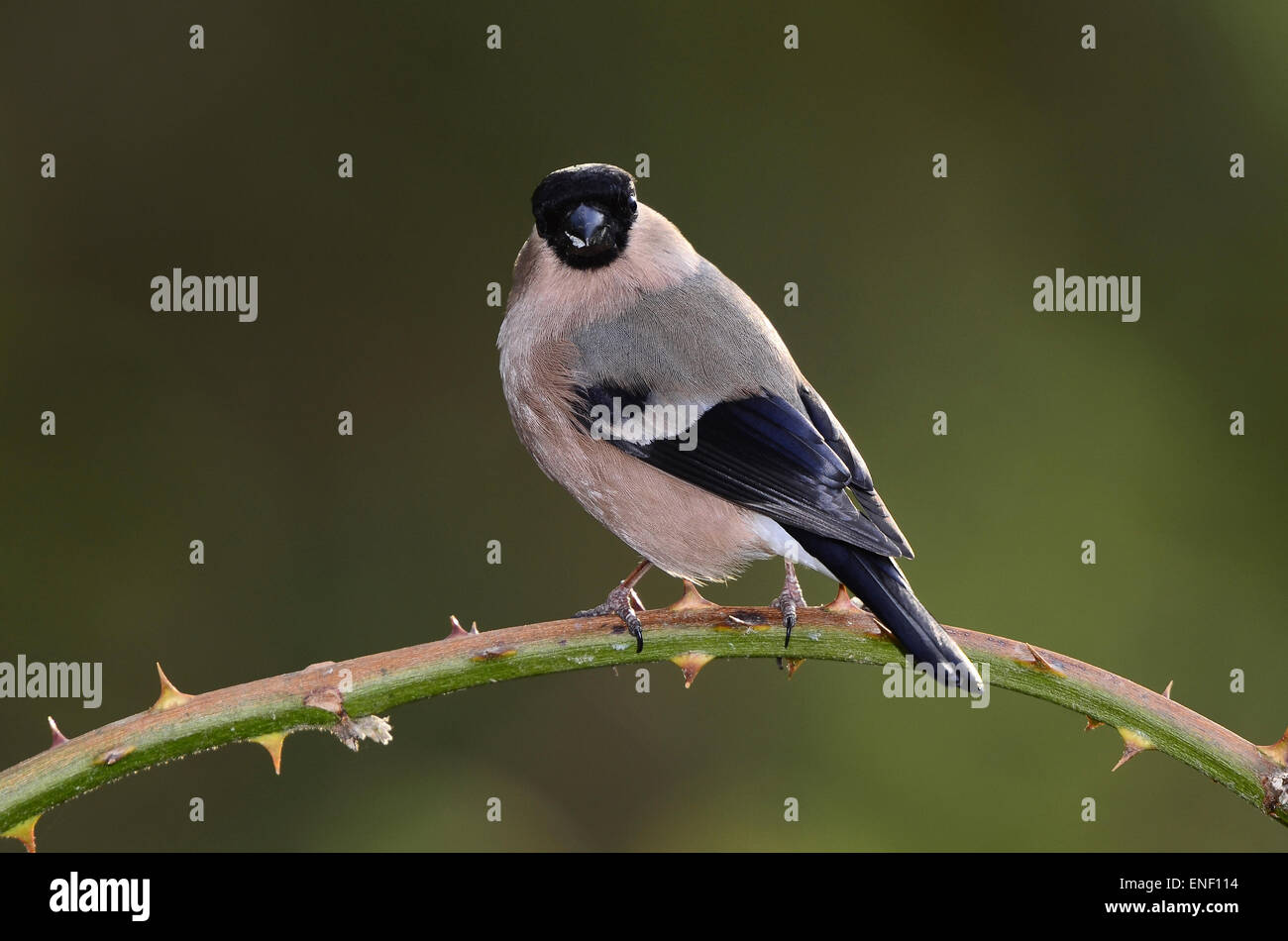 Eurasian bull finch hi-res stock photography and images - Alamy