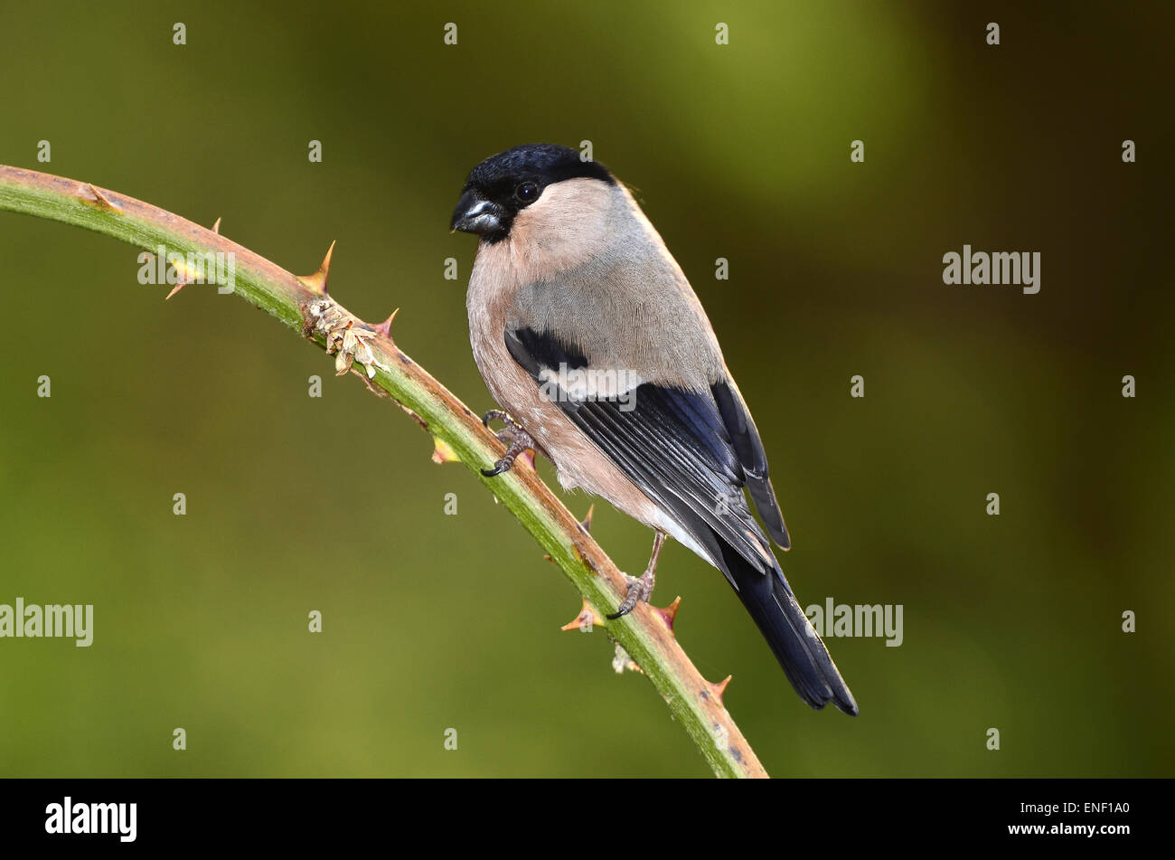 Eurasian bull finch hi-res stock photography and images - Alamy