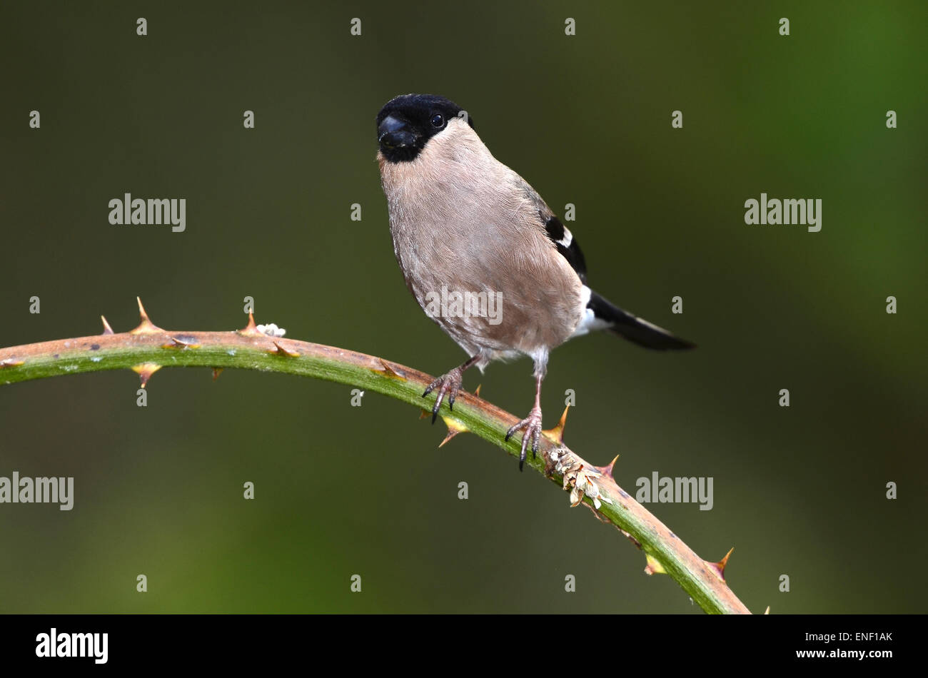 Eurasian bull finch hi-res stock photography and images - Alamy