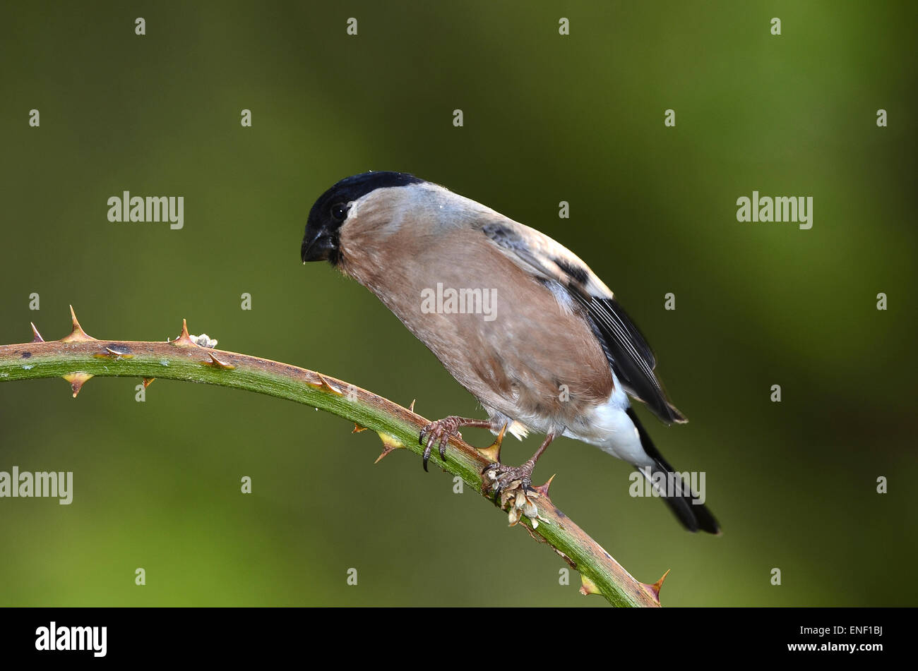 Eurasian bull finch hi-res stock photography and images - Alamy