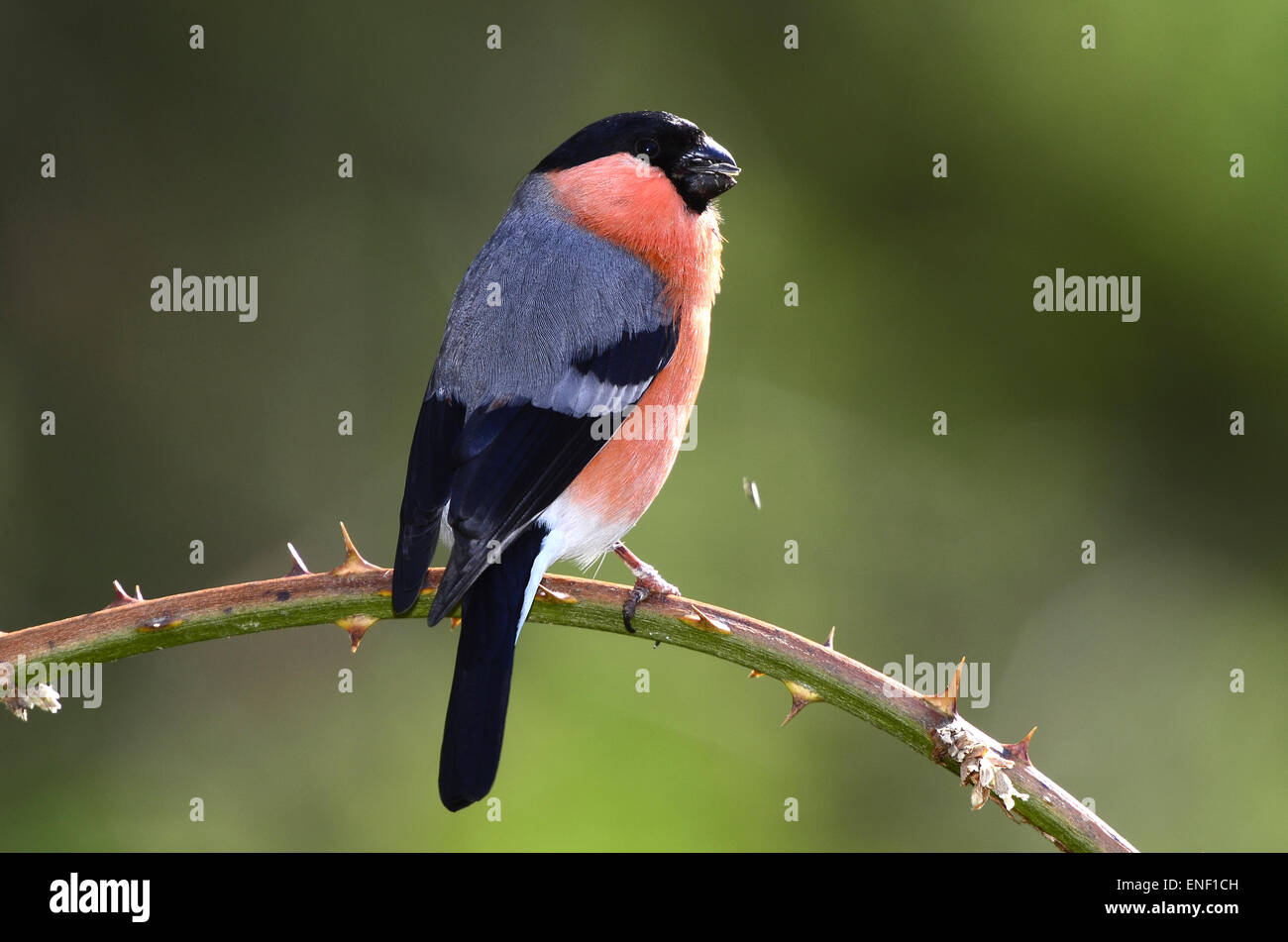 Eurasian bull finch hi-res stock photography and images - Alamy