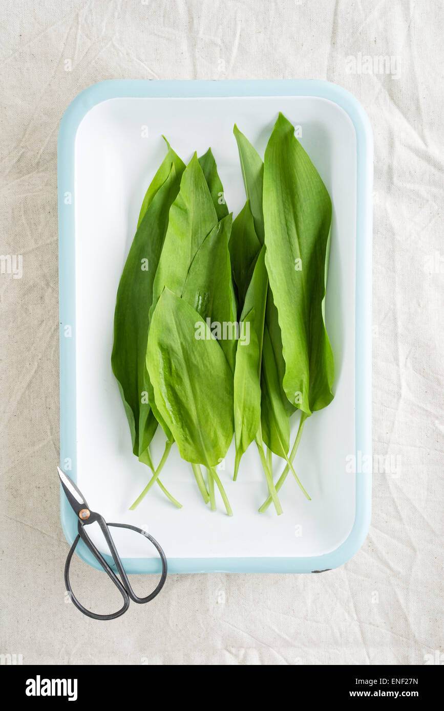 Fresh wild garlic leaves with scissors on a tray Stock Photo - Alamy